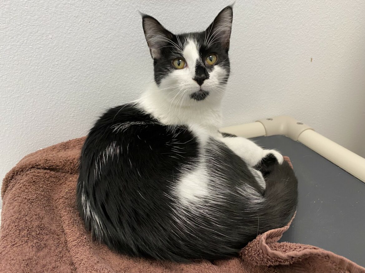 Madison Cat Project looks to lower barriers to cat adoption - Madison ...